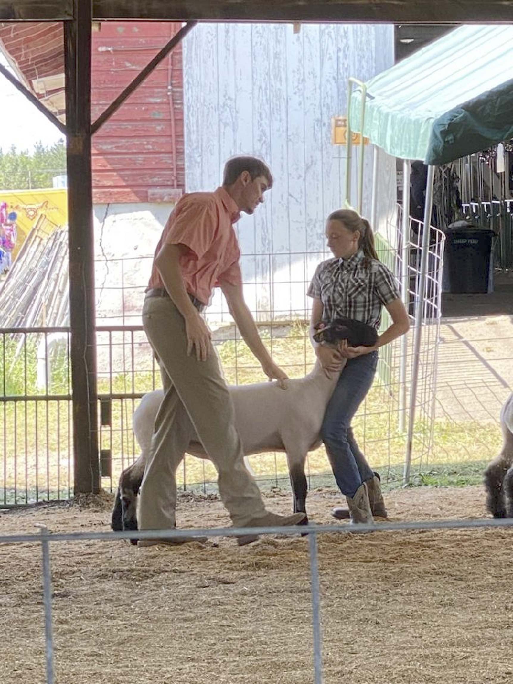 4-H Sheep Show a ‘shear’ success | News, Sports, Jobs - Observer Today